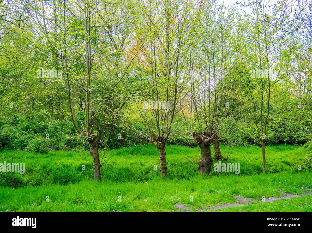 Group of pollarded Alder trees (Alnus Stock Photo - Alamy