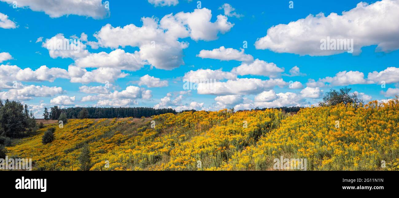 Solidago canadensis flowers in bright yellow on the slope of the ravine ...