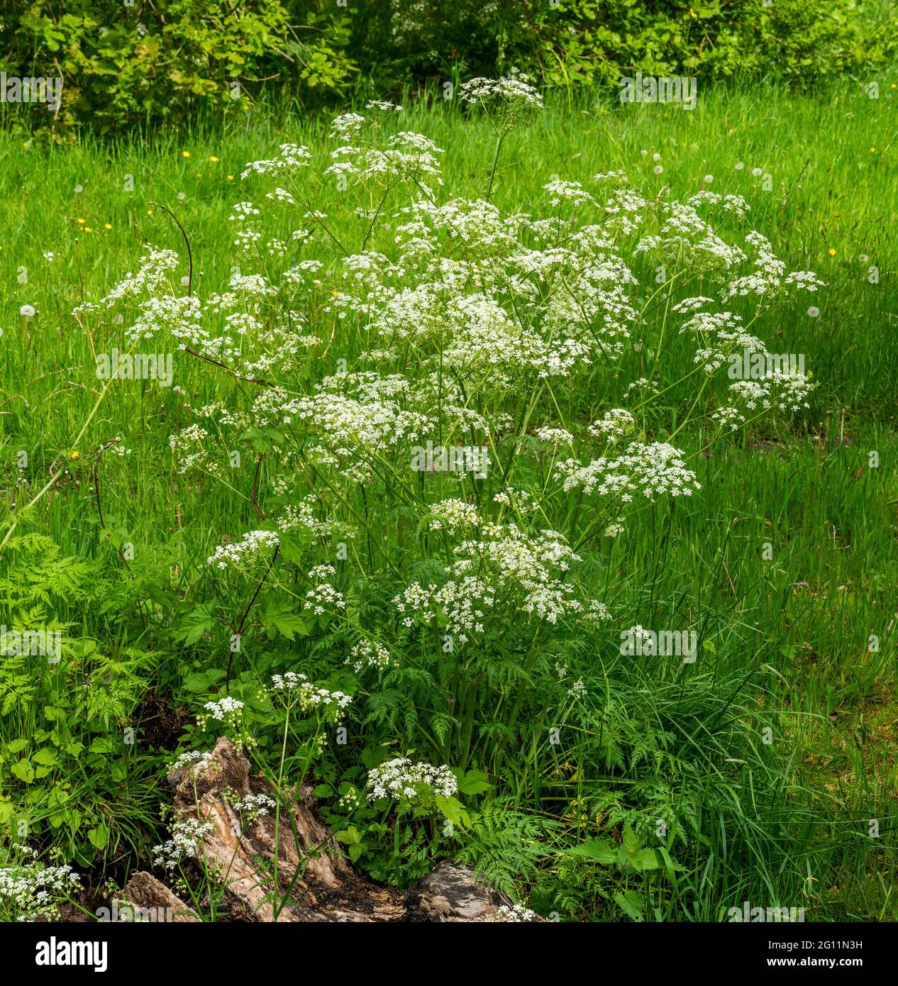 Beautiful white cow parsley plant hi-res stock photography and images ...