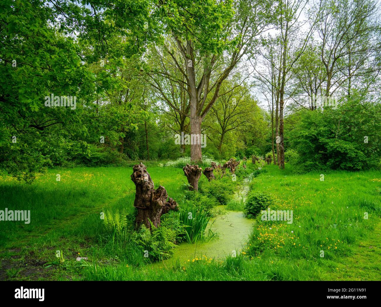 Pollarded ash tree hi-res stock photography and images - Alamy