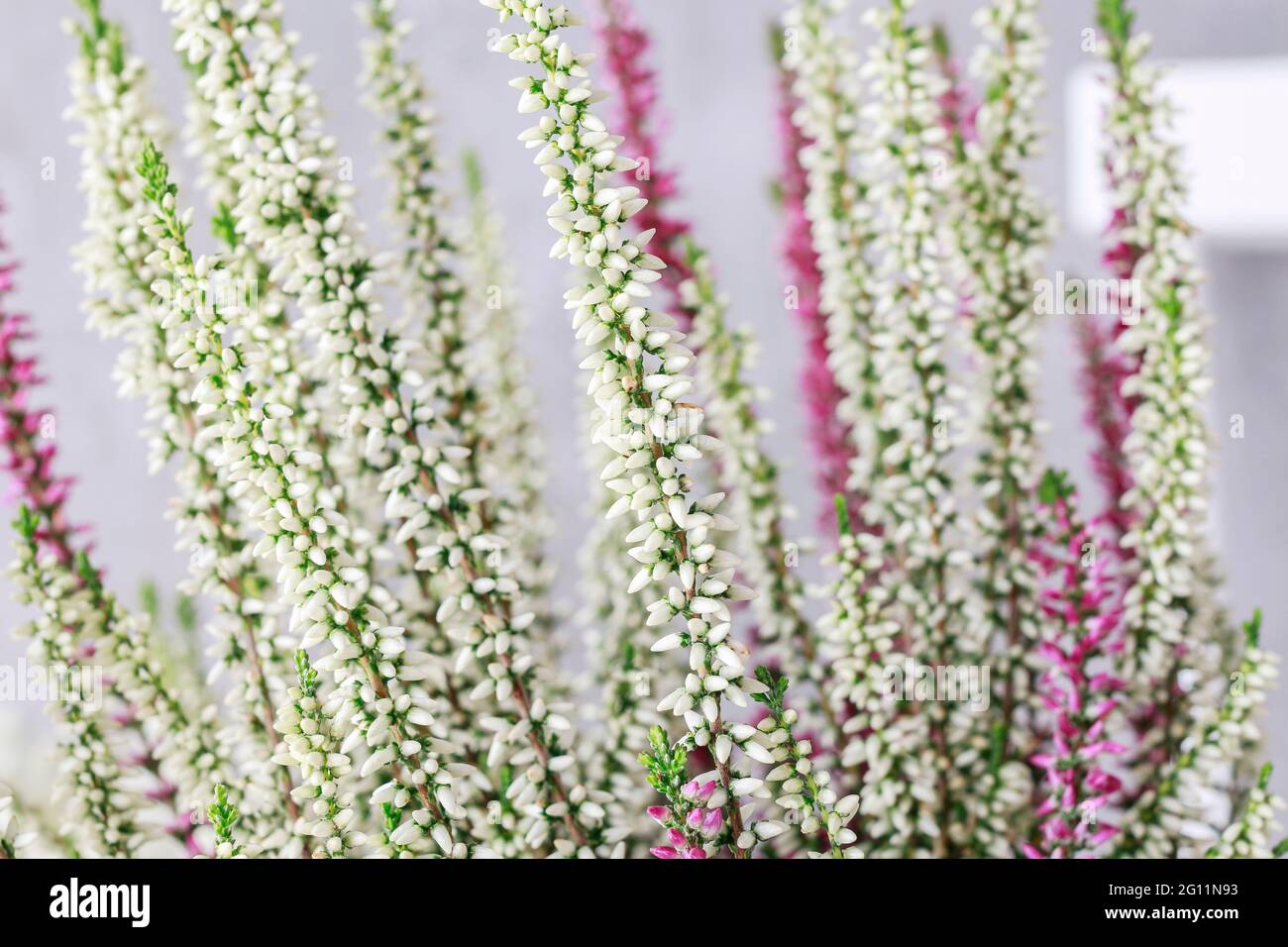White and violet heather (Calluna vulgaris). Autumn decor Stock Photo ...