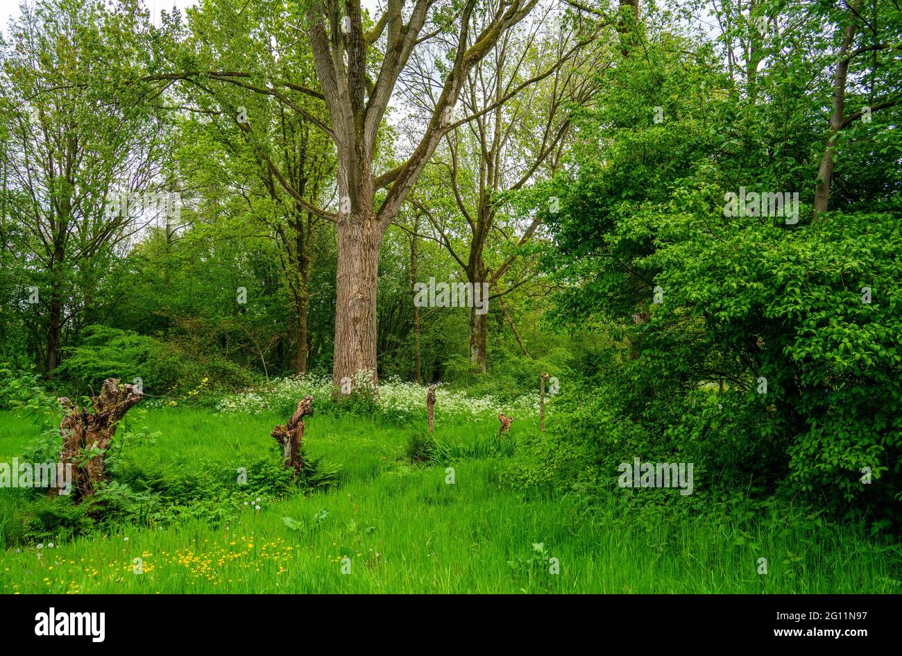 Pollarded ash tree hi-res stock photography and images - Alamy