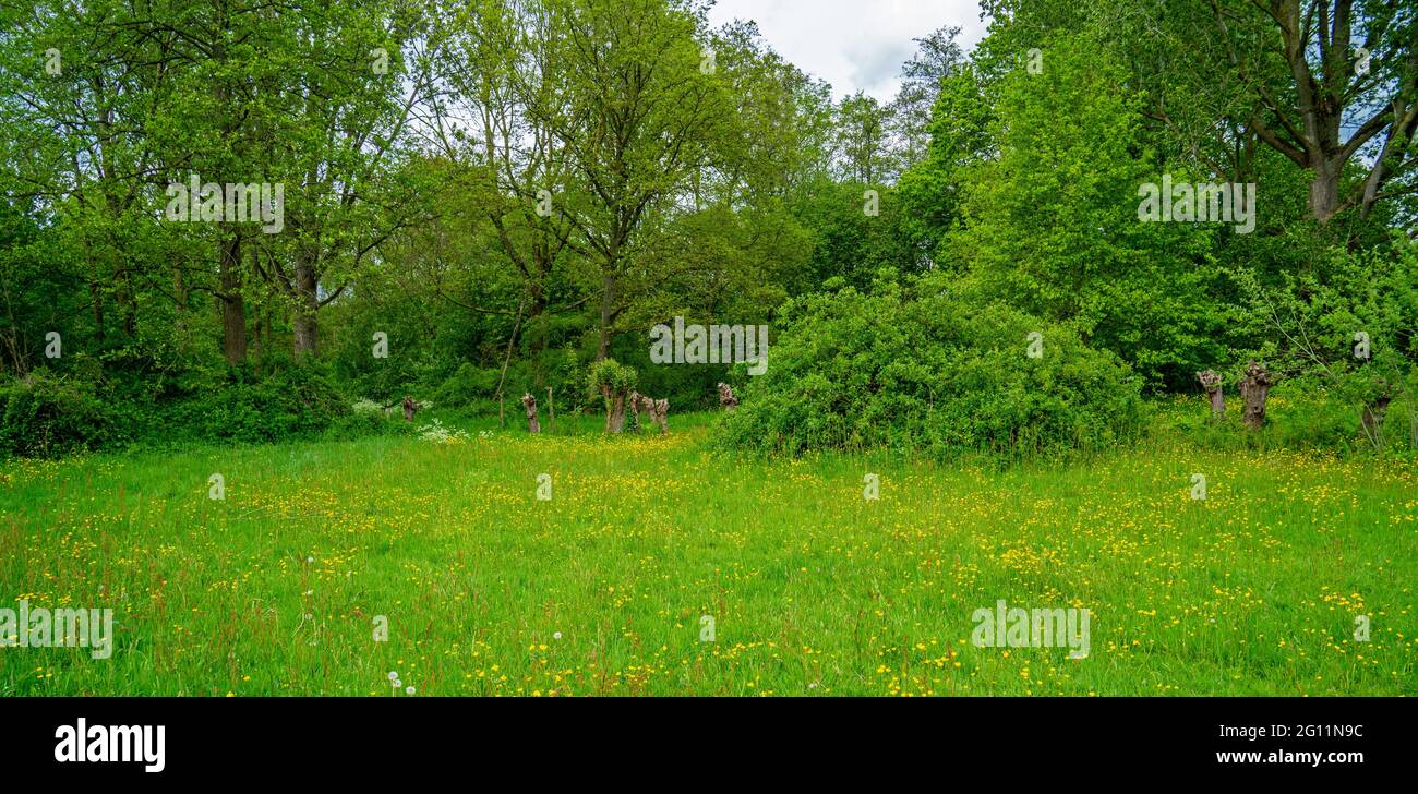 View in the park with pollard willows and meadow with buttercups ...