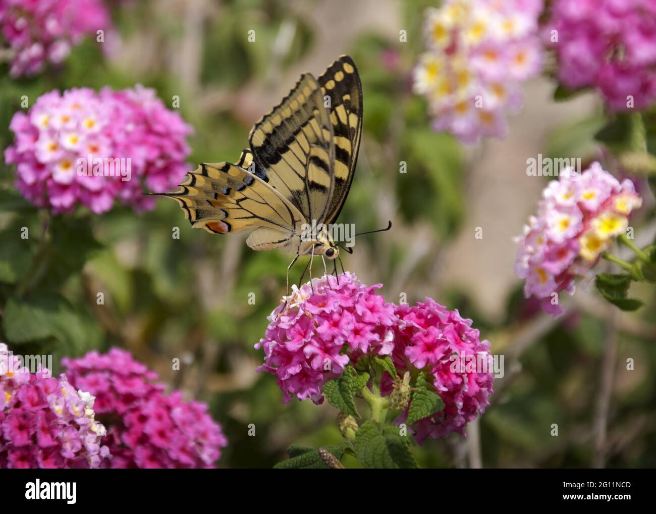The Swallowtail Butterfly of Malta Stock Photo - Alamy