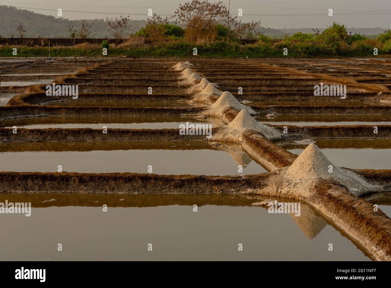 Panaji ,Goa India- April 22 2021: Locals working on harvesting hand ...