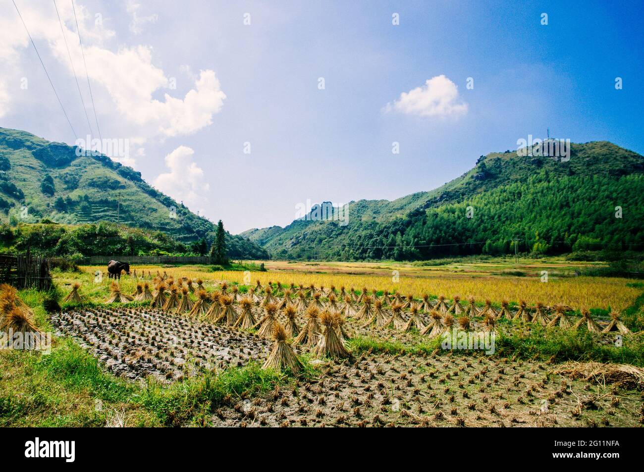 Pastoral autumn scenery with the background of the mountains Stock ...