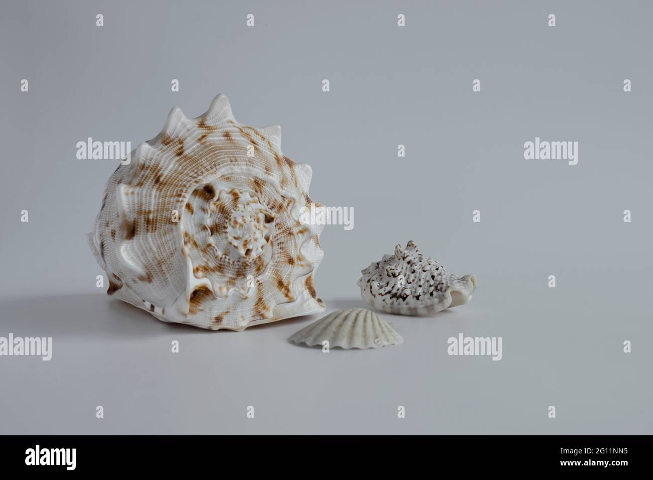 real seashell; an enormous natural wonder and a decorative object Stock ...