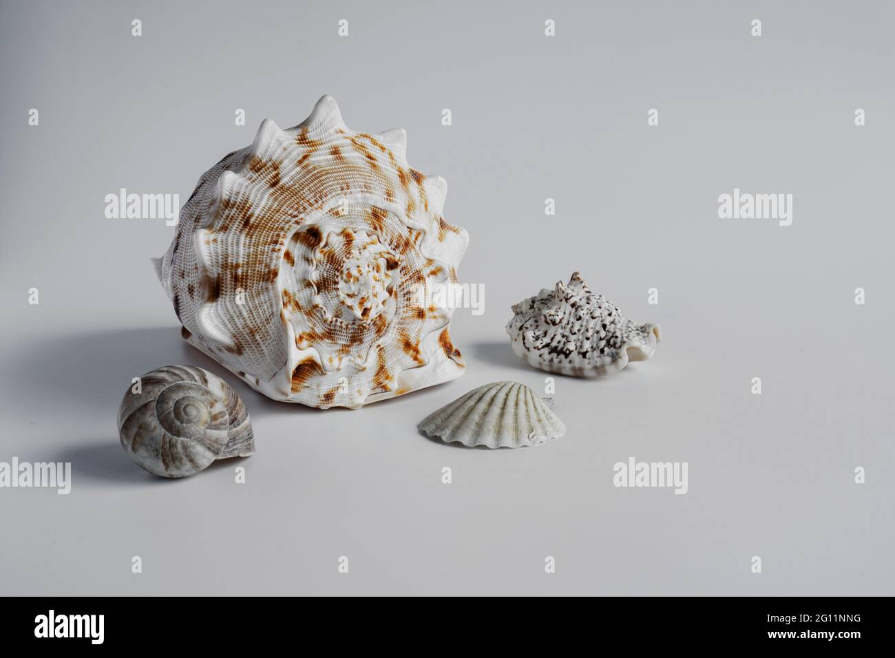 real seashell; an enormous natural wonder and a decorative object Stock ...