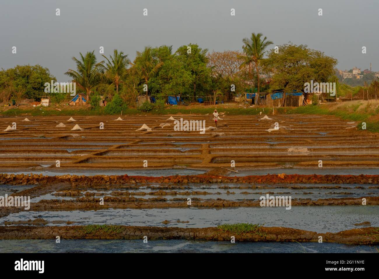 Panaji ,Goa India- April 22 2021: Locals working on harvesting hand ...