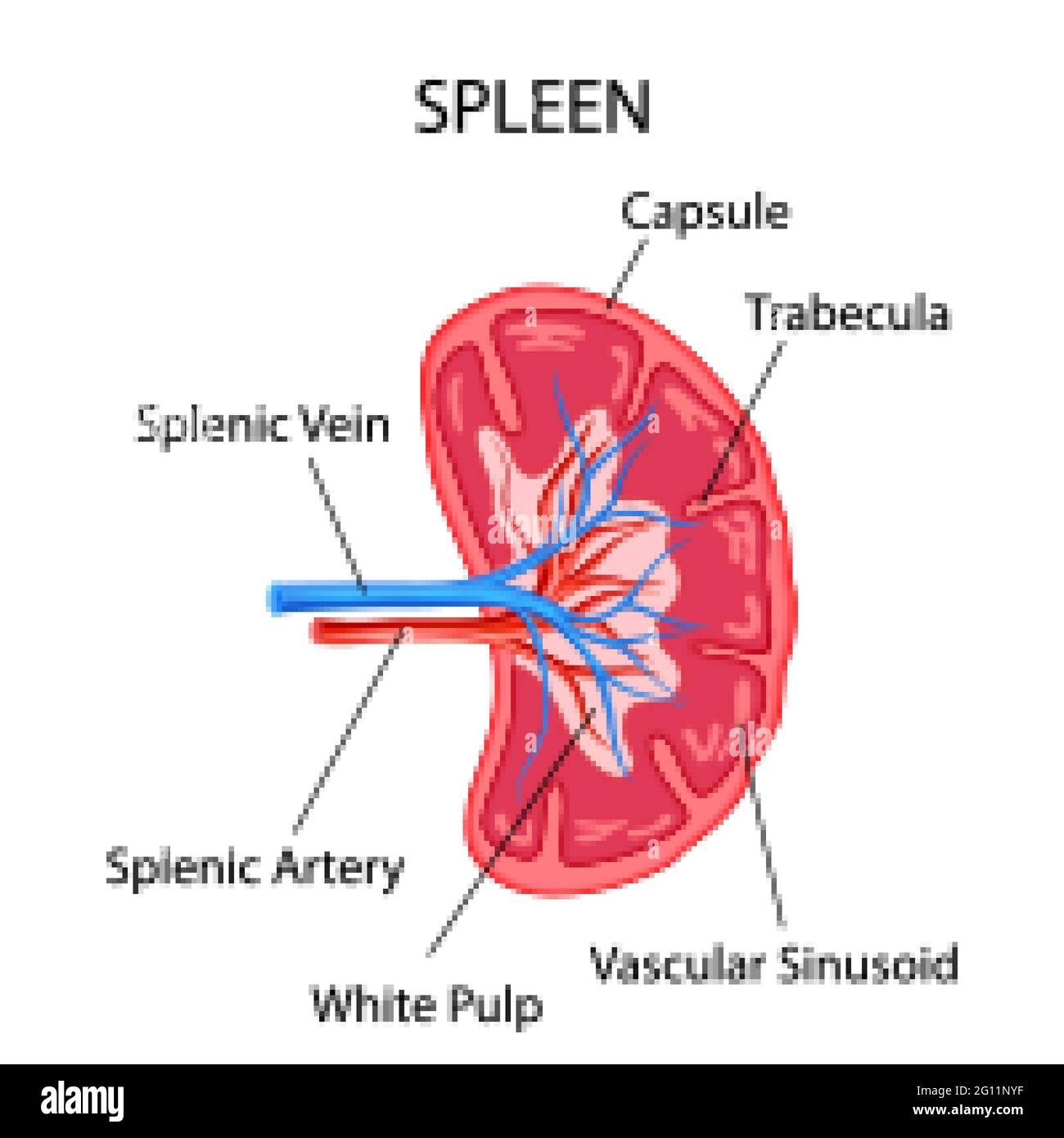 Human Spleen High Resolution Stock Photography and Images - Alamy