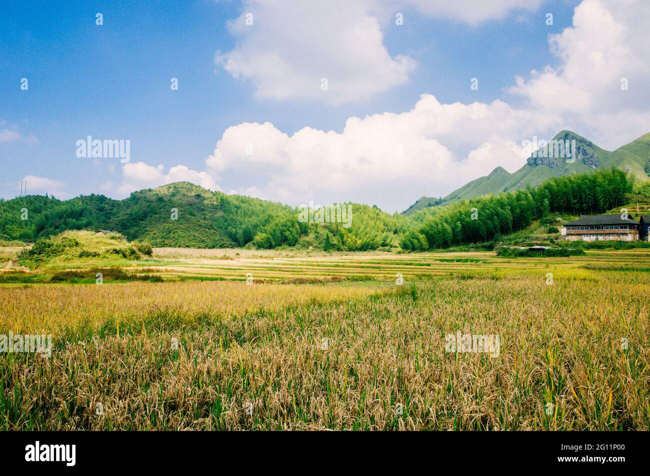 Pastoral autumn scenery with the background of the mountains Stock ...