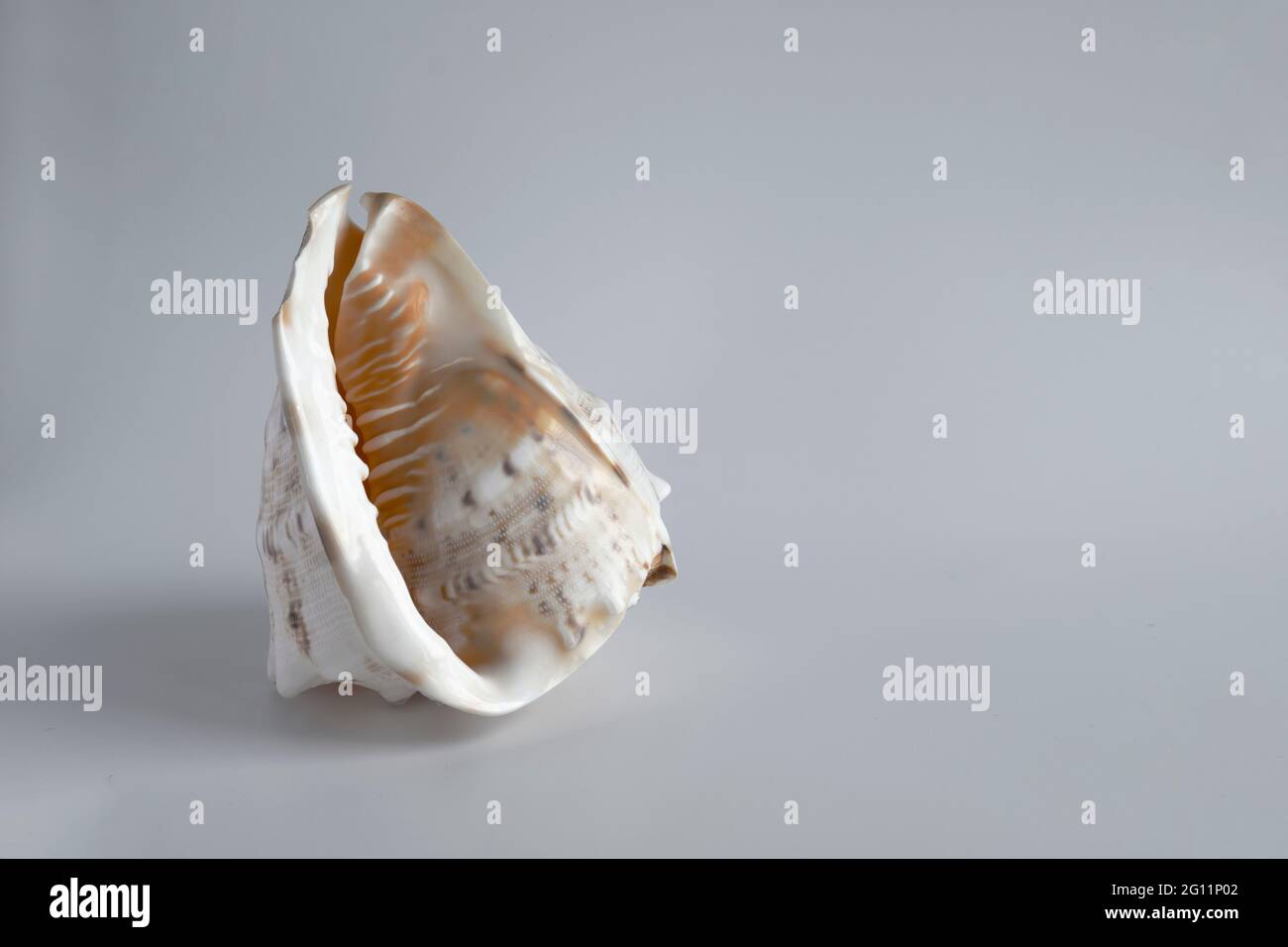 real seashell; an enormous natural wonder and a decorative object Stock ...