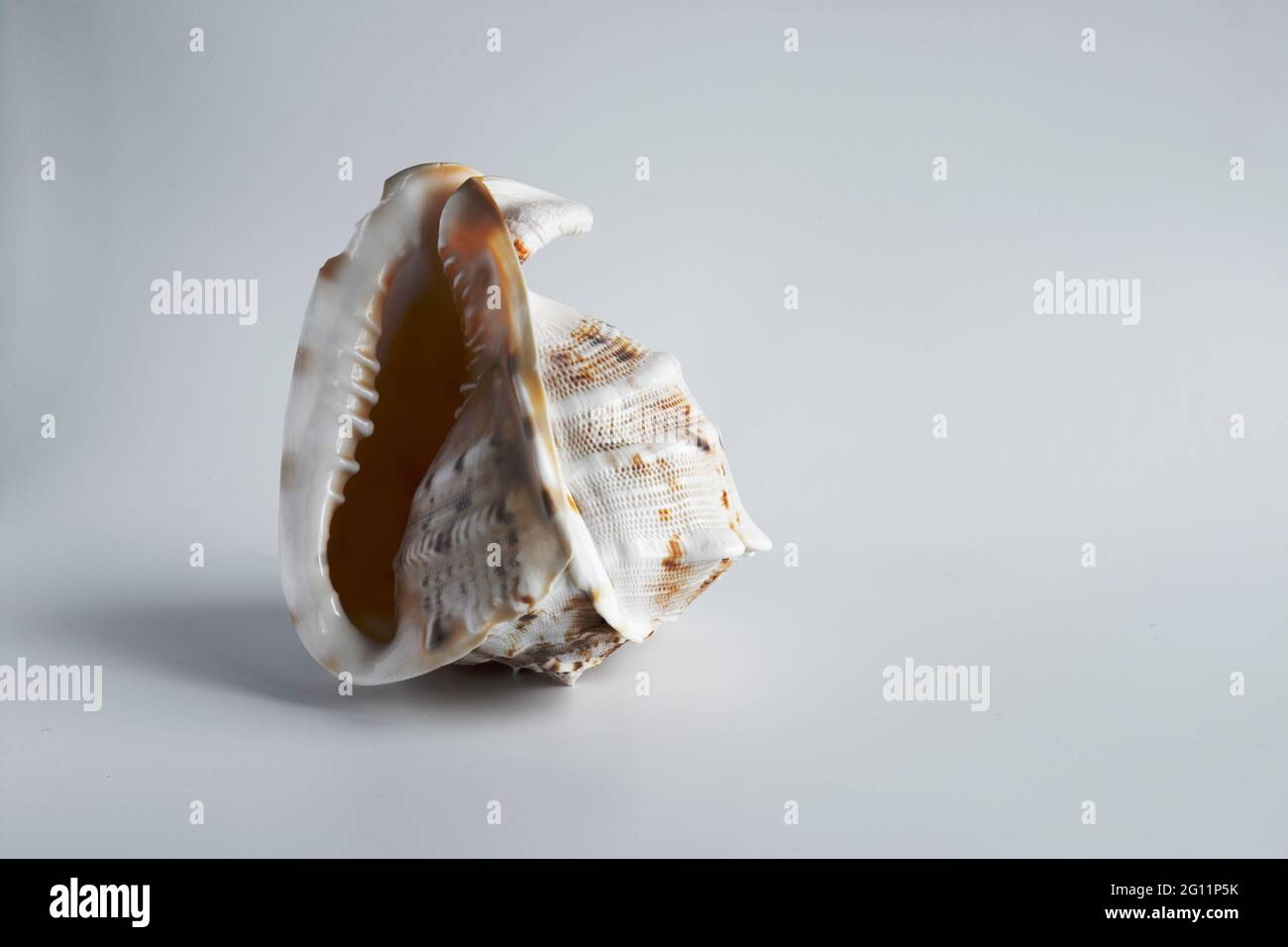 real seashell; an enormous natural wonder and a decorative object Stock ...