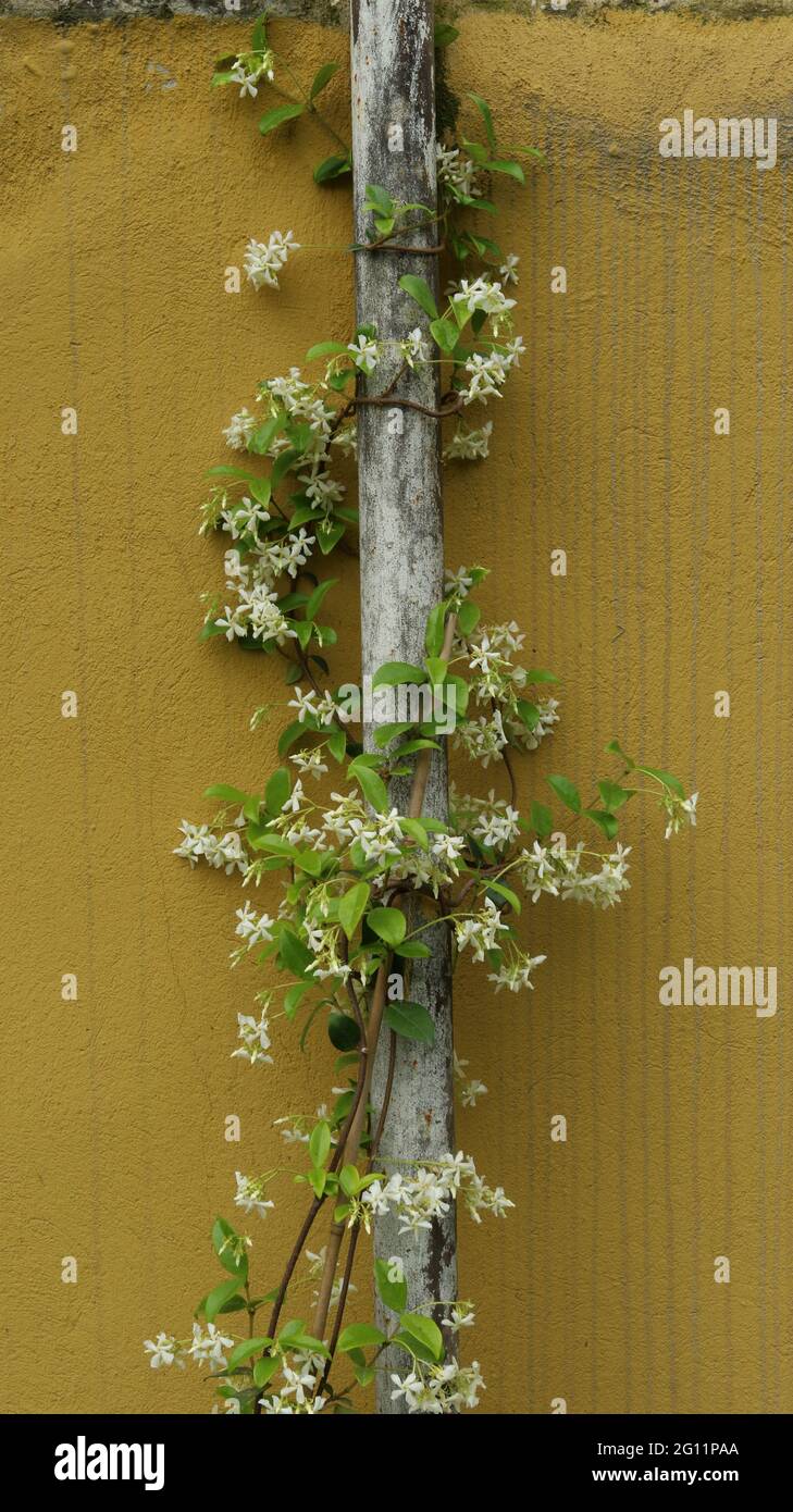 Yasmin plant on a yellow wall Stock Photo - Alamy