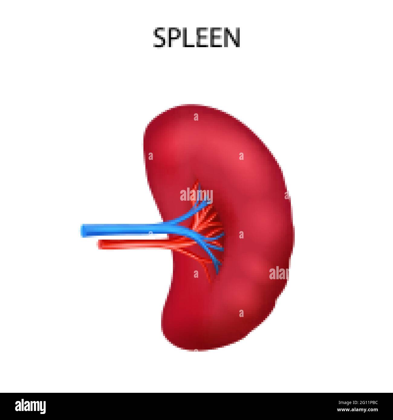 Human Spleen High Resolution Stock Photography and Images - Alamy