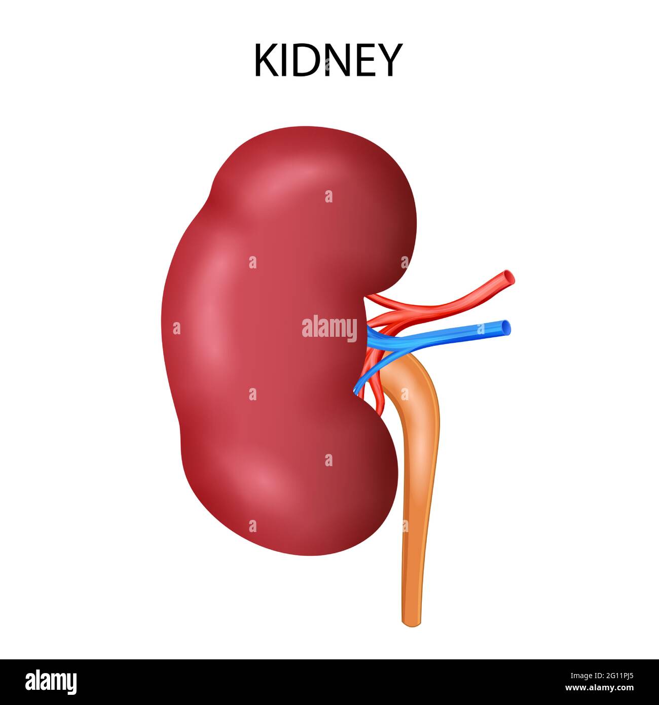Urinary Drawing High Resolution Stock Photography and Images - Alamy