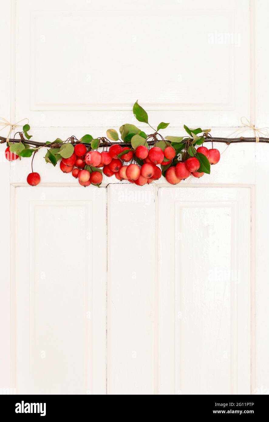 Autumn door decoration made of paradise apples (Malus pumila Mill ...