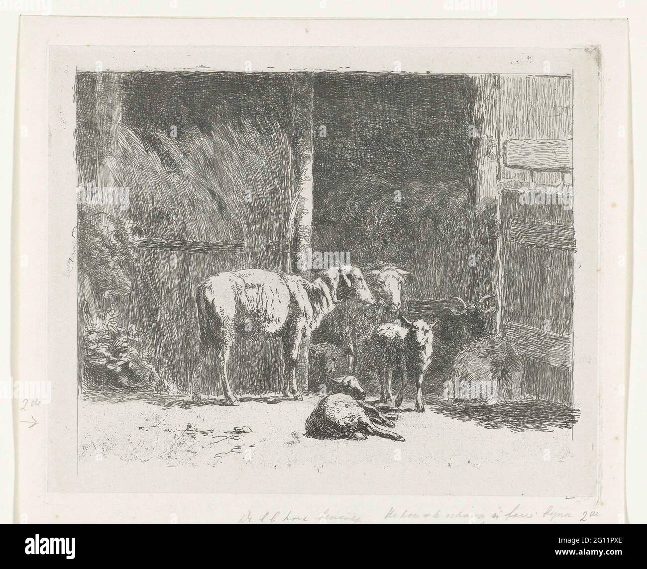 Sheep and lambs and lying buck at stable Stock Photo - Alamy