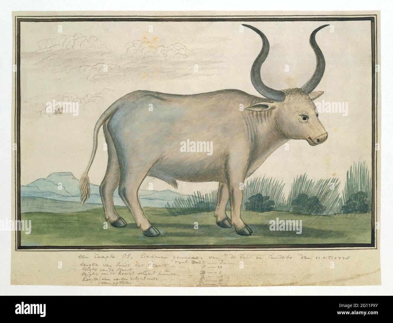 Forest Taurus: Cape Ox. Cape ox, called Liereman. This OS had seen ...