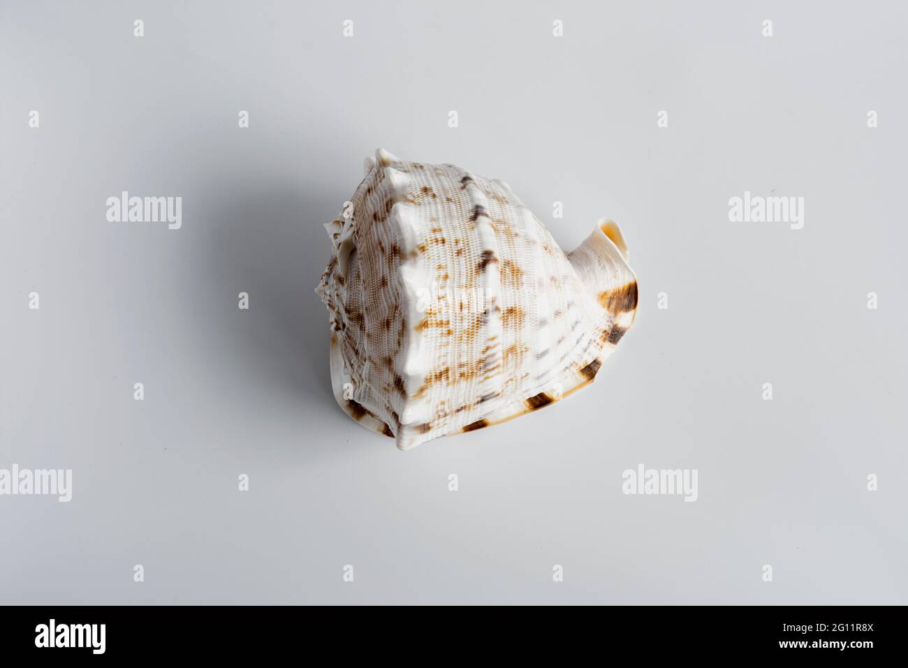 real seashell; an enormous natural wonder and a decorative object Stock ...