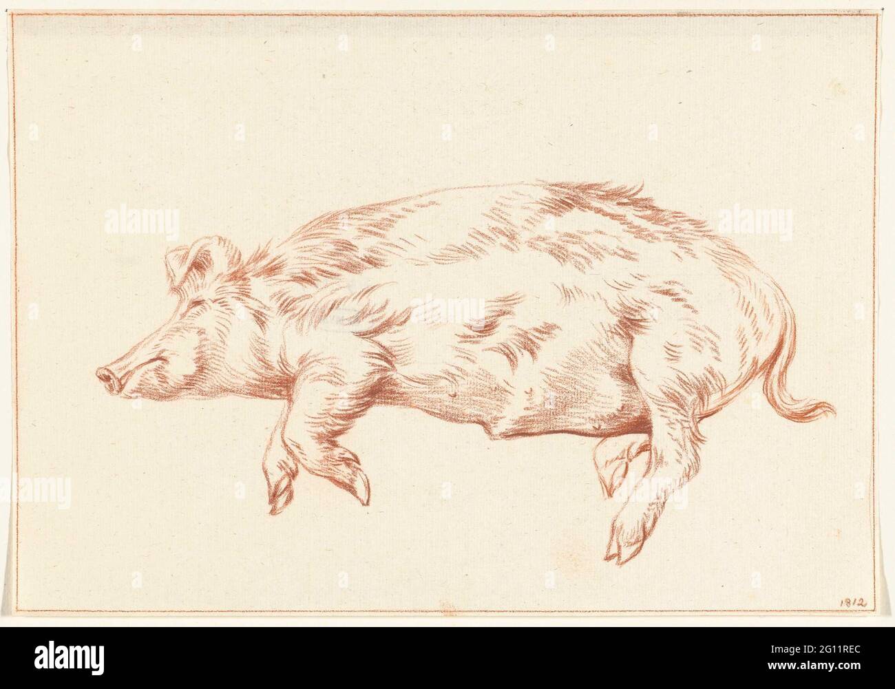 Lying pig, to the left Stock Photo - Alamy