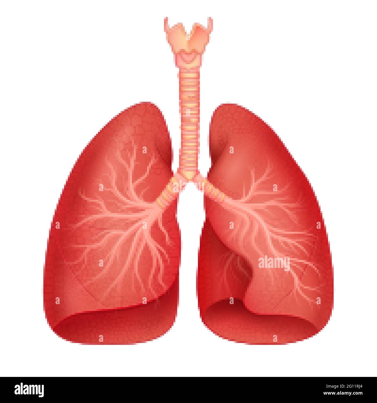 Human Chest Drawing High Resolution Stock Photography and Images - Alamy