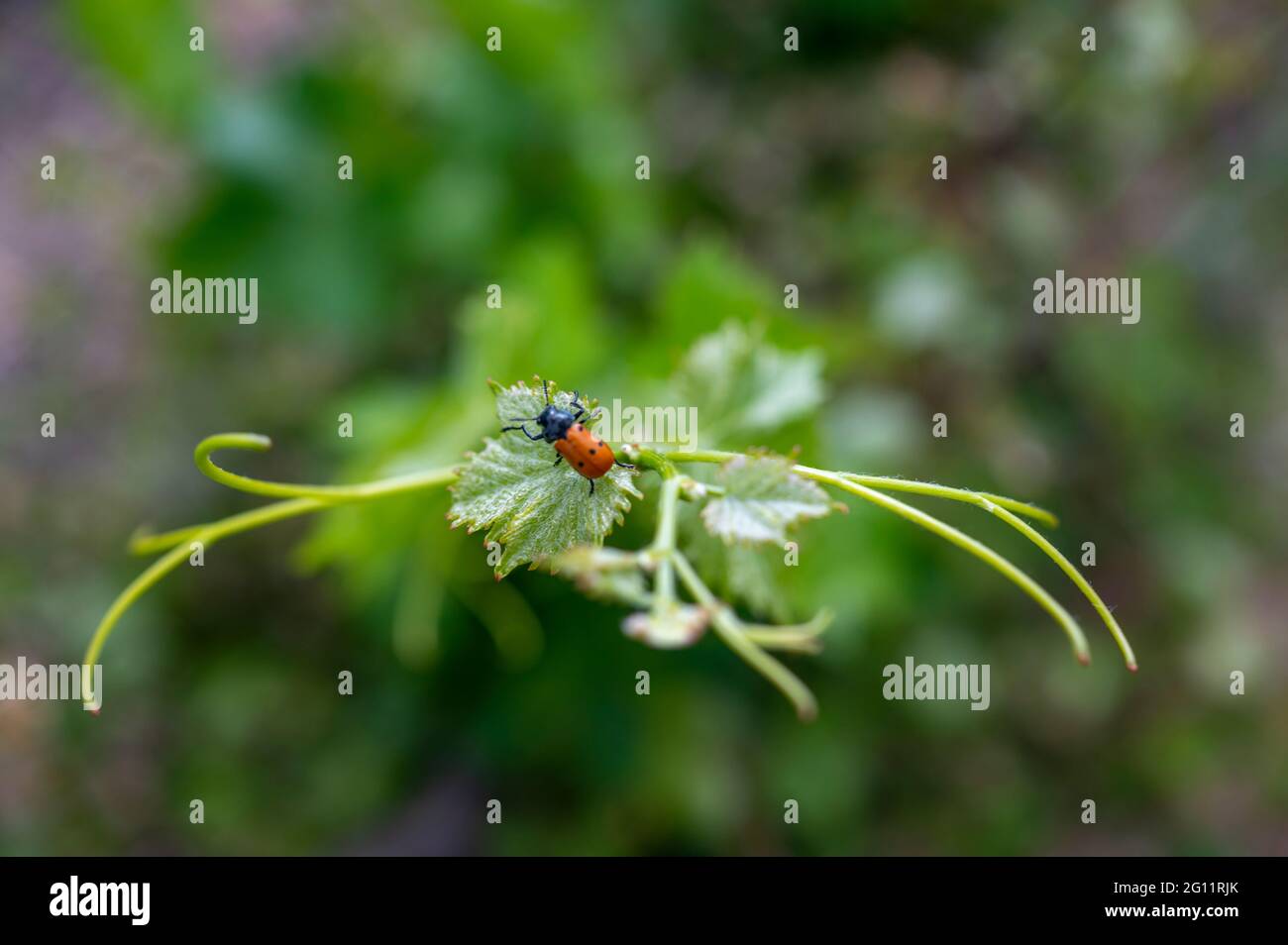 A colourful insect walks along a young leaf on a grape vine in the ...