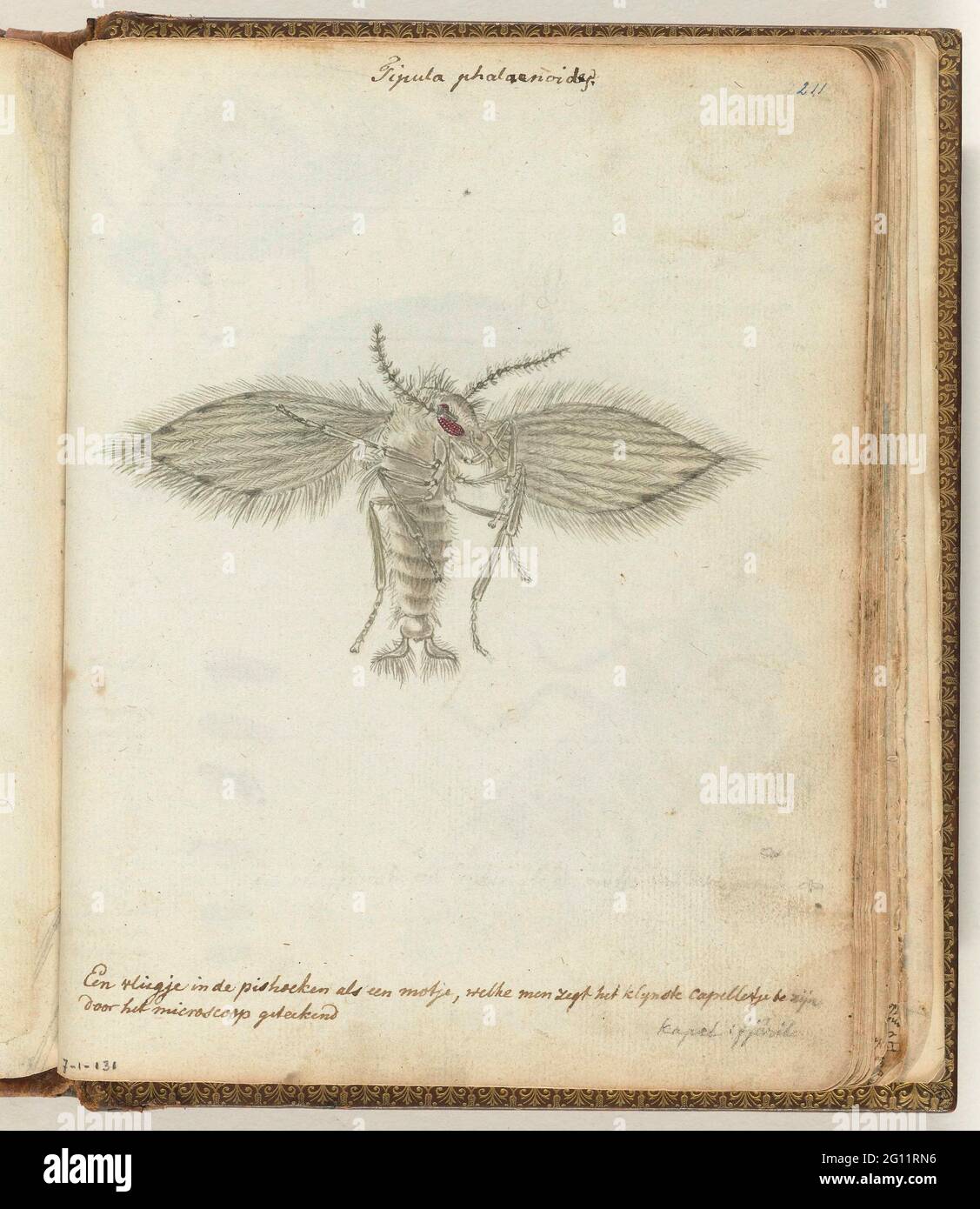 Fly. Color drawing of a fly signed by a microscope. With inscriptions ...