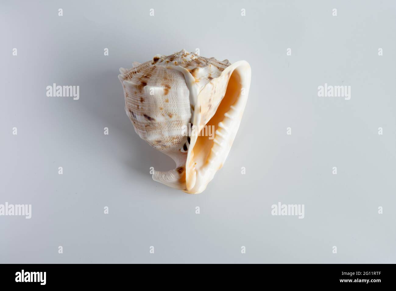 real seashell; an enormous natural wonder and a decorative object Stock ...