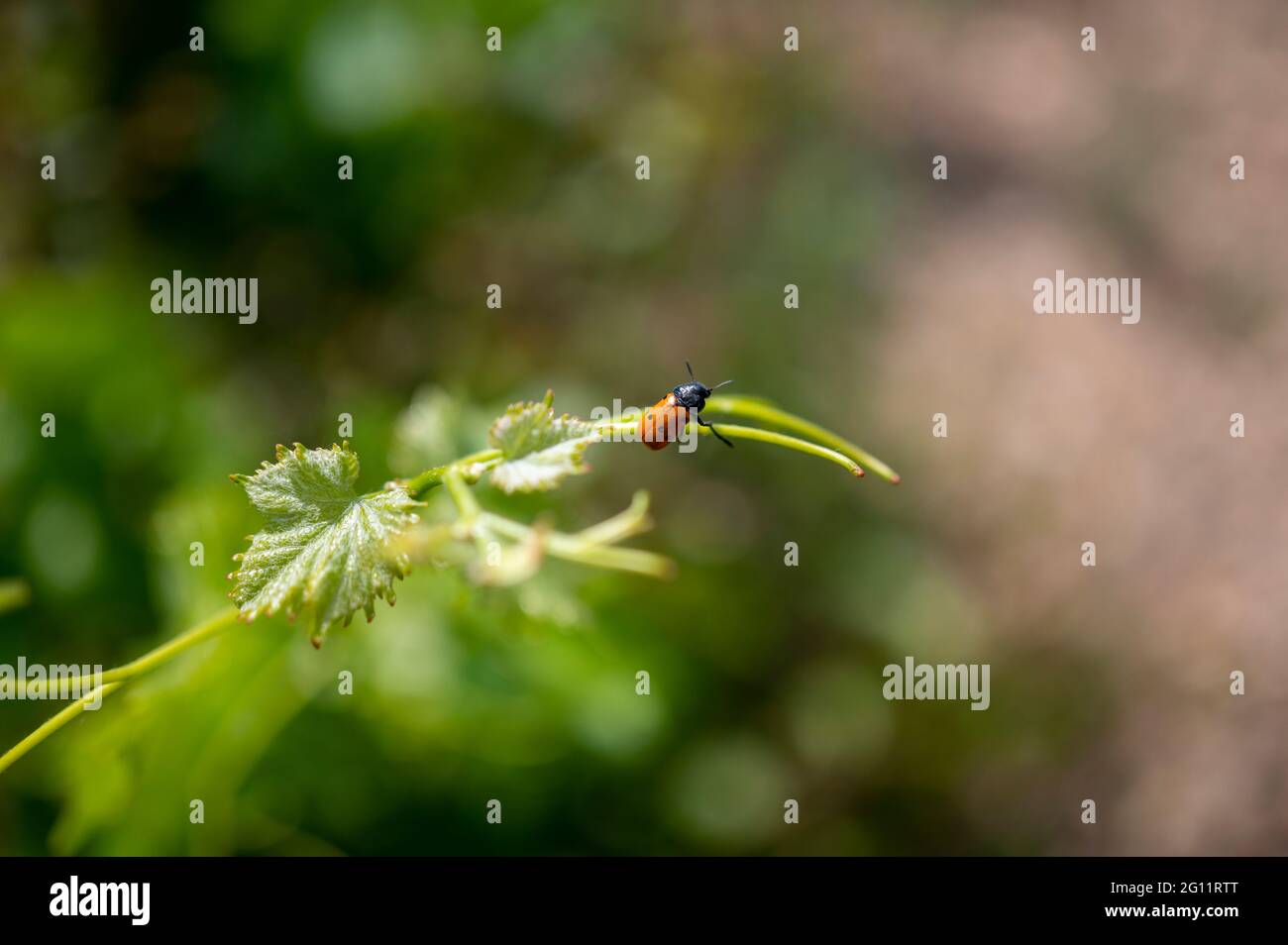 A colourful insect walks along a young leaf on a grape vine in the ...