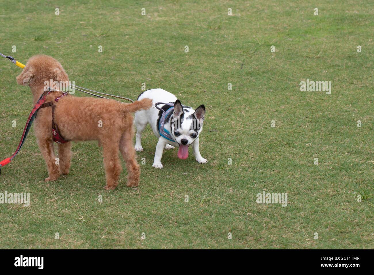French tiger and poodle dog on grass field, West Kowloon Waterfront ...