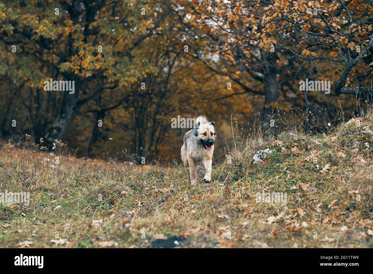 dog walking in nature in the forest trees travel friendship Stock Photo ...