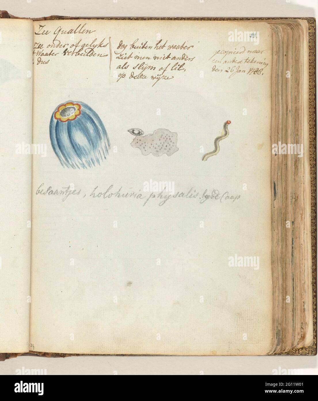 Seekers. Color drawing of a sea cavity when swimming and on land. Copy ...