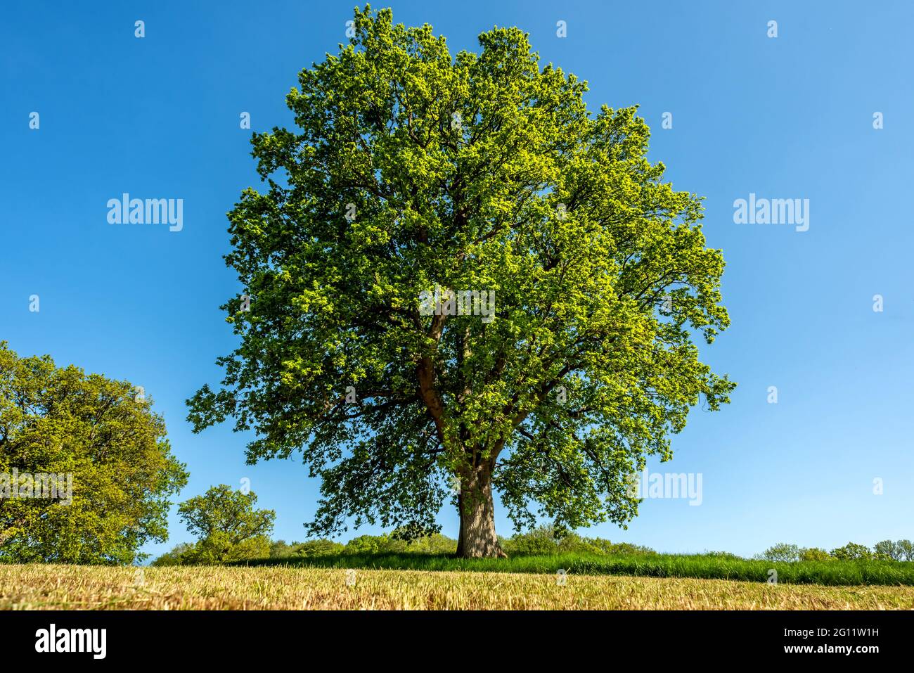 Balcombe, May 31st 2021: An oak tree in a Sussex field Stock Photo - Alamy