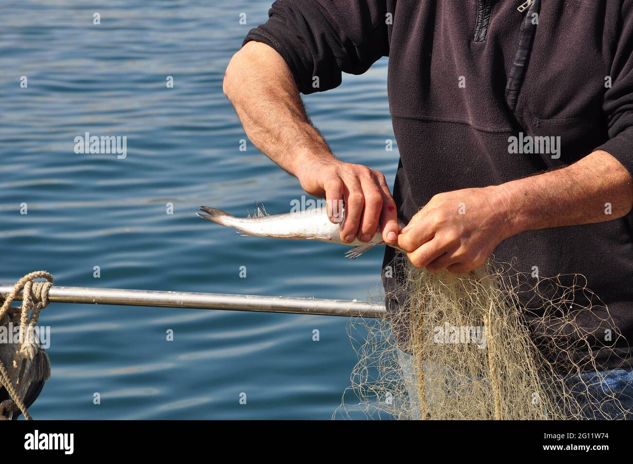 Fisherman unhooking a fish in a net in Provence Stock Photo - Alamy