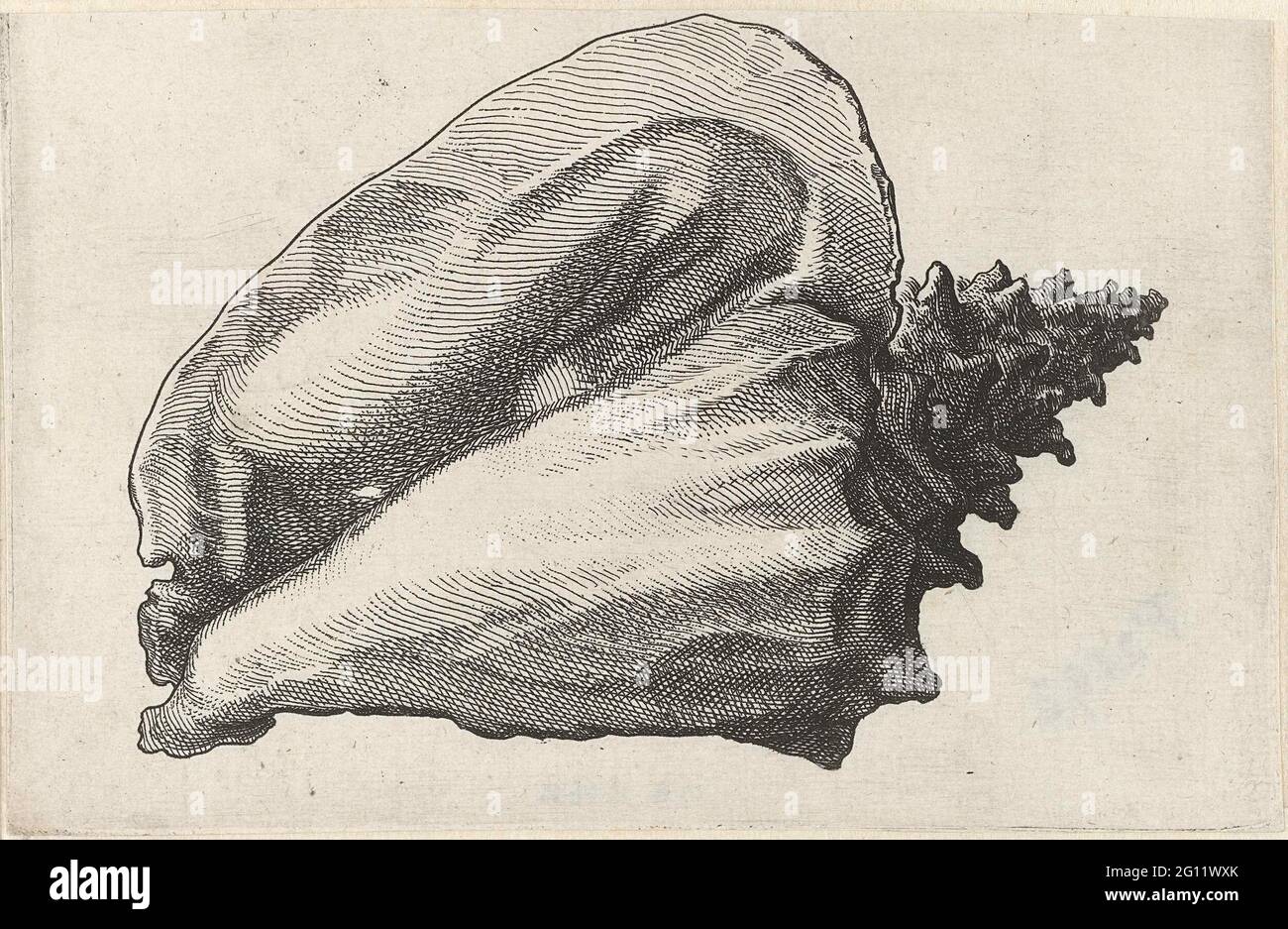 Shell, strombus gigas; Shells Stock Photo - Alamy