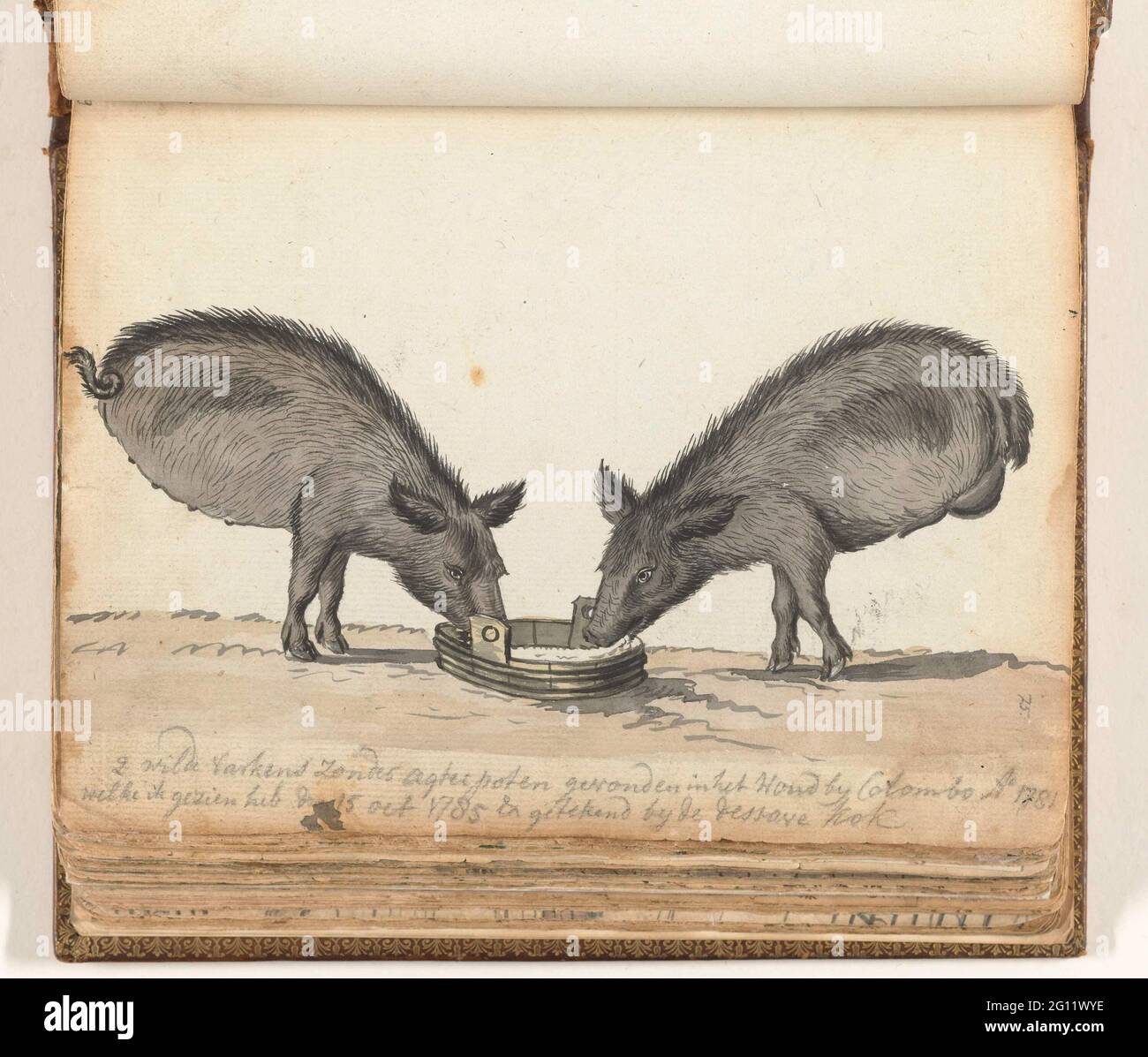 Pigs without hind legs at Trog. Color drawing of two pigs without hind ...