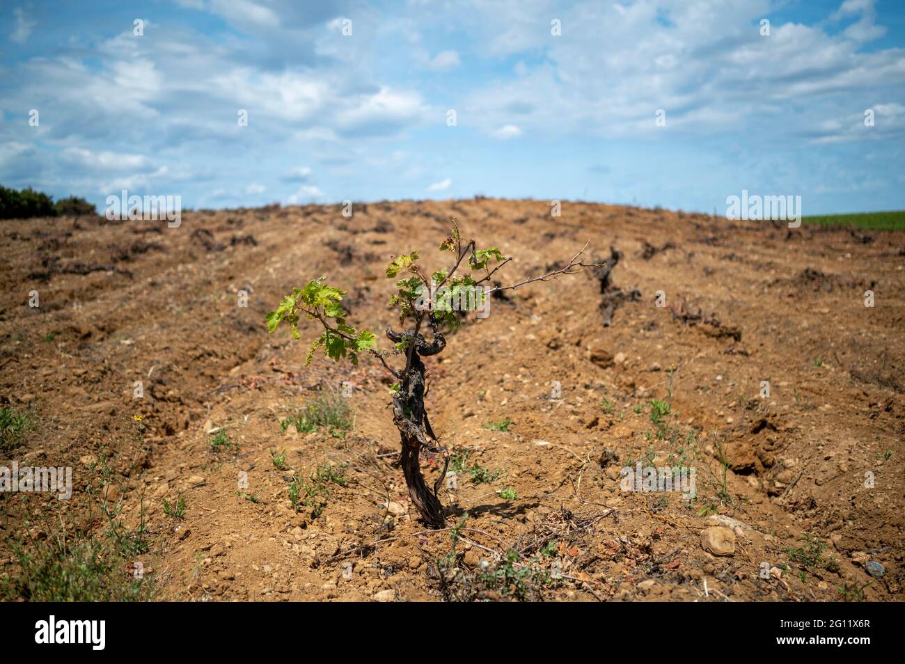 A solitary grape vine stands in what's left of a vineyard in the south ...