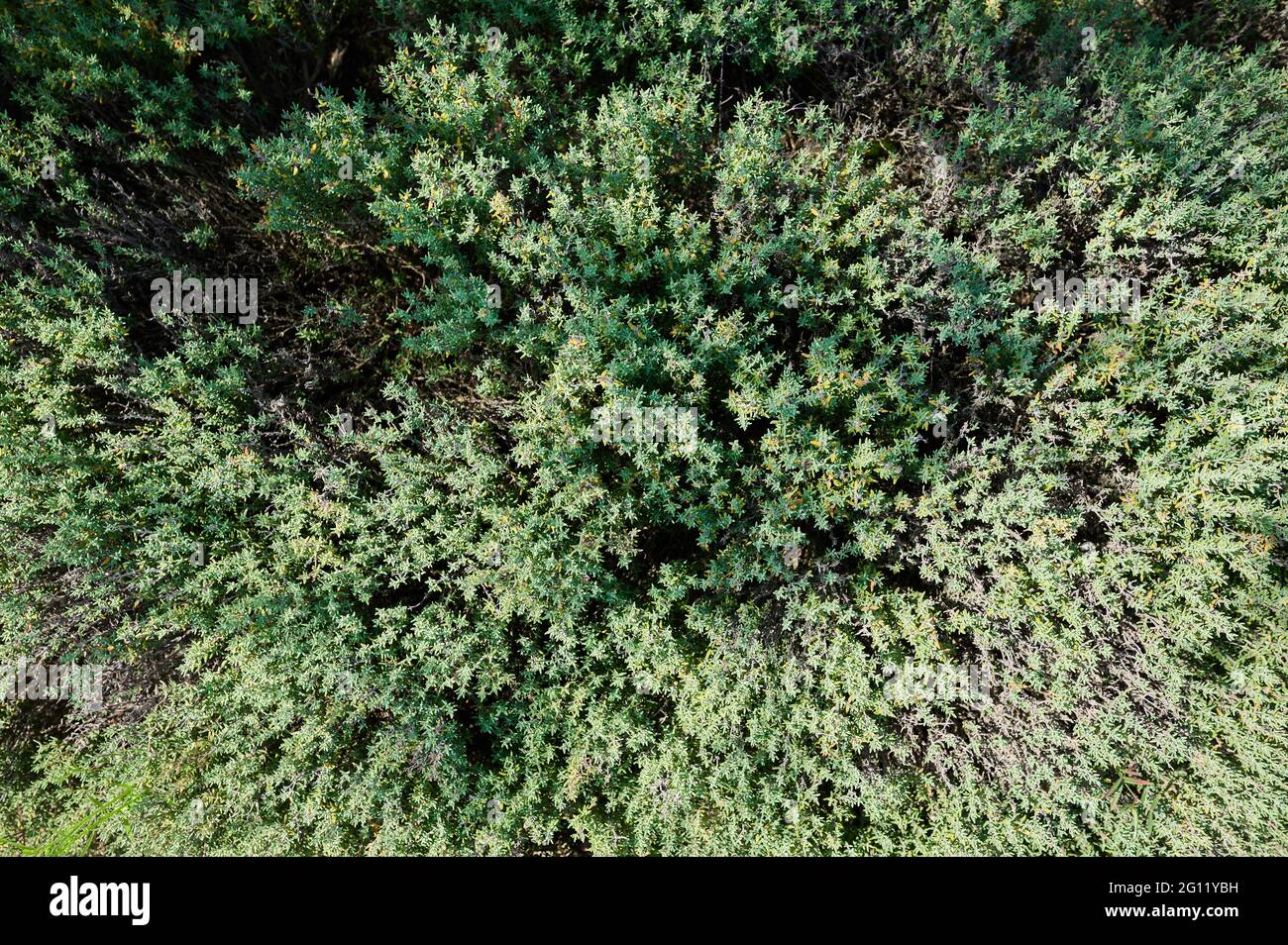 Natural moss texture background close up view Stock Photo - Alamy