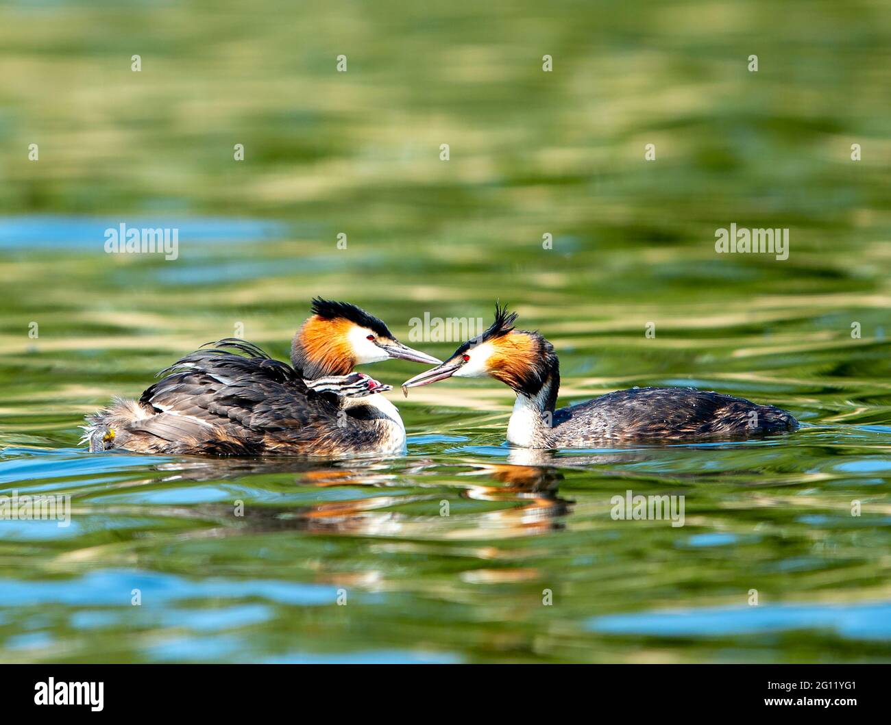 Female Great Crested Grebe High Resolution Stock Photography and Images ...