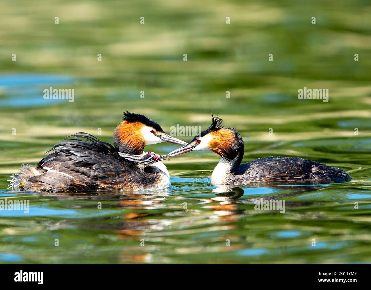 Female great crested grebe hi-res stock photography and images - Alamy