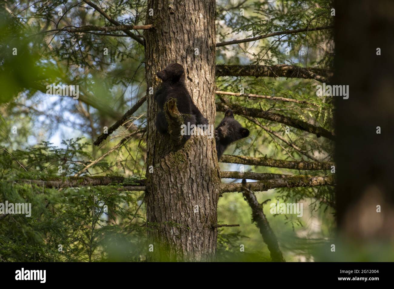Black bear cubs on tree hi-res stock photography and images - Alamy