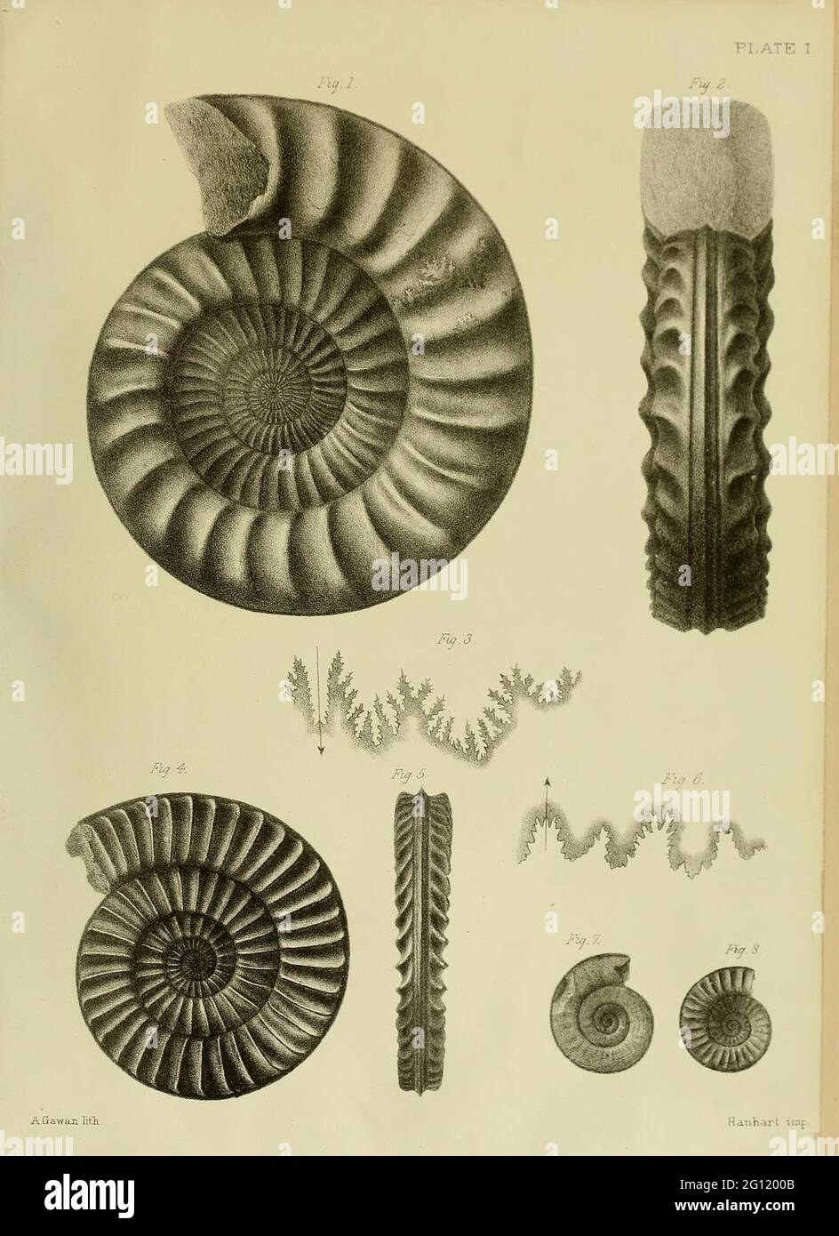 Ammonites darwin hi-res stock photography and images - Alamy