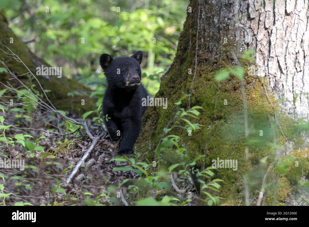 Black bear cub in the woods Stock Photo - Alamy
