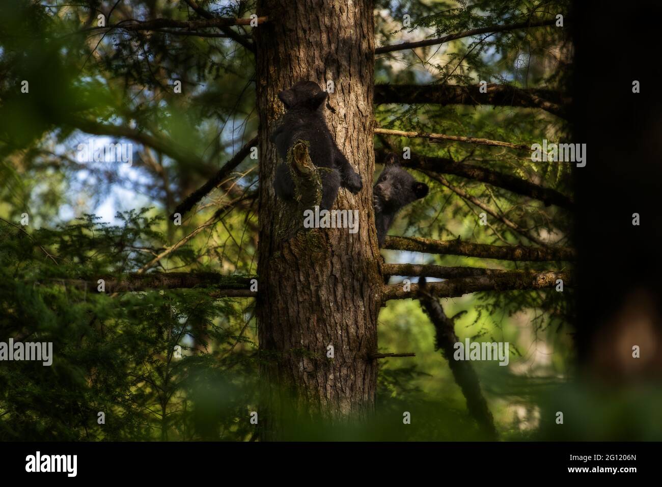 Bear cubs on a tree trunk in the woods Stock Photo - Alamy