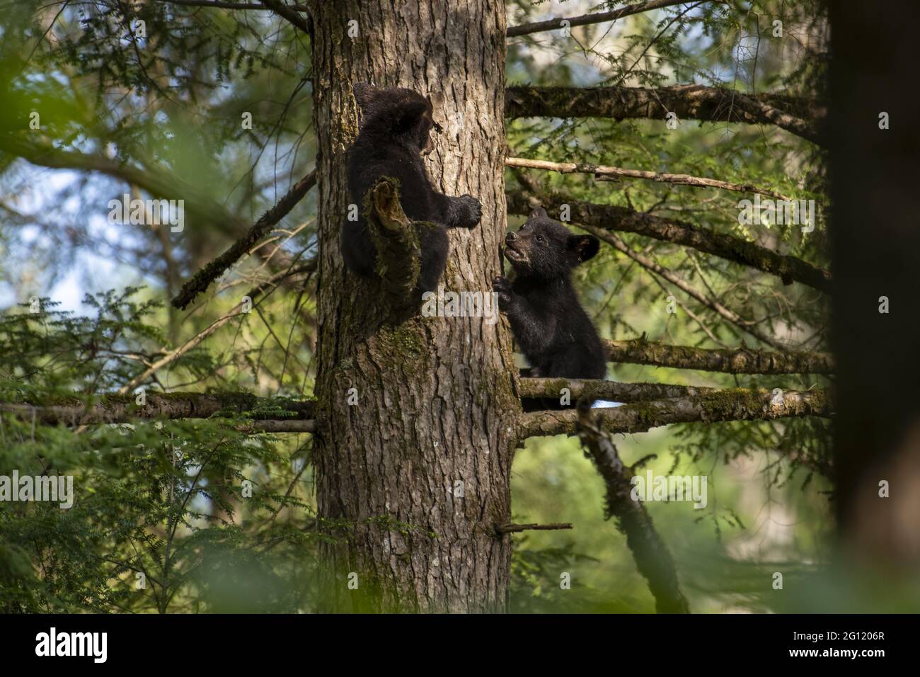 Black bear cubs on tree hi-res stock photography and images - Alamy