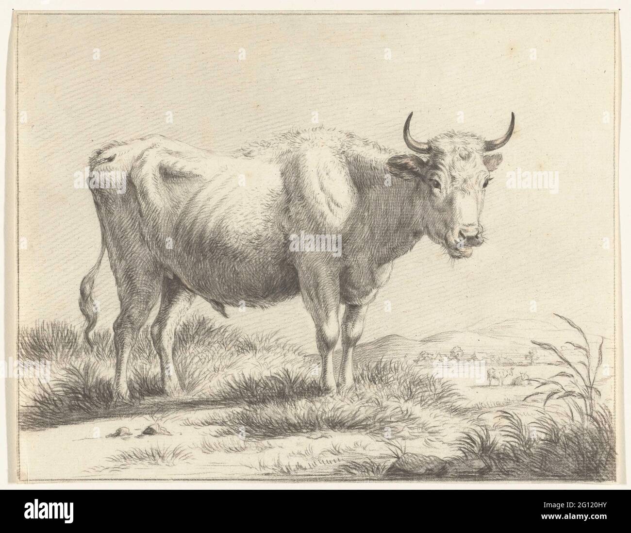 Standing cow, right Stock Photo - Alamy