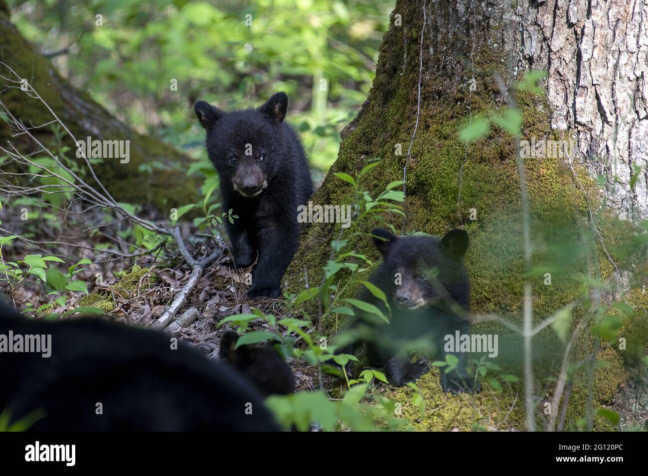 Bear cubs in the woods Stock Photo - Alamy
