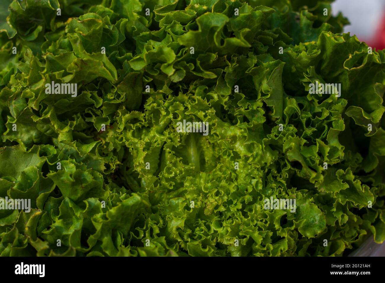 Curly Lettuce High Resolution Stock Photography and Images - Alamy