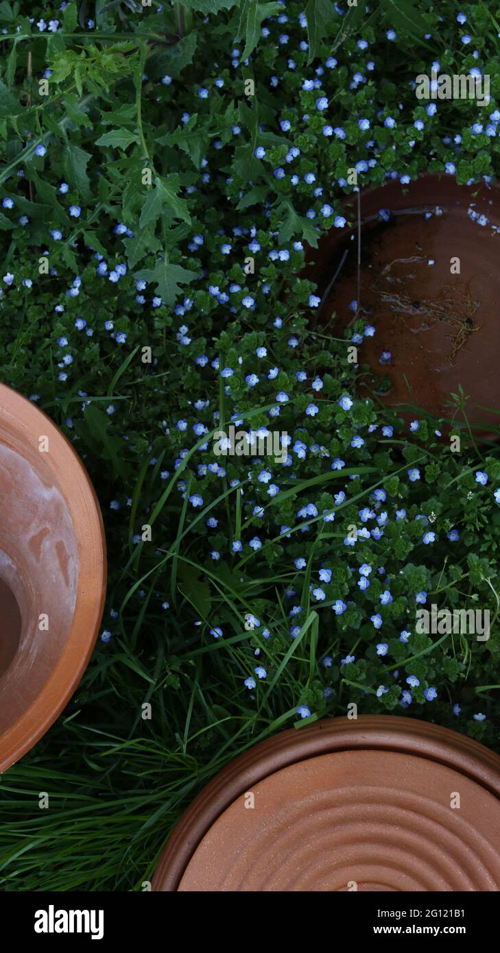 forget me not flowers and ceramic pots Stock Photo - Alamy